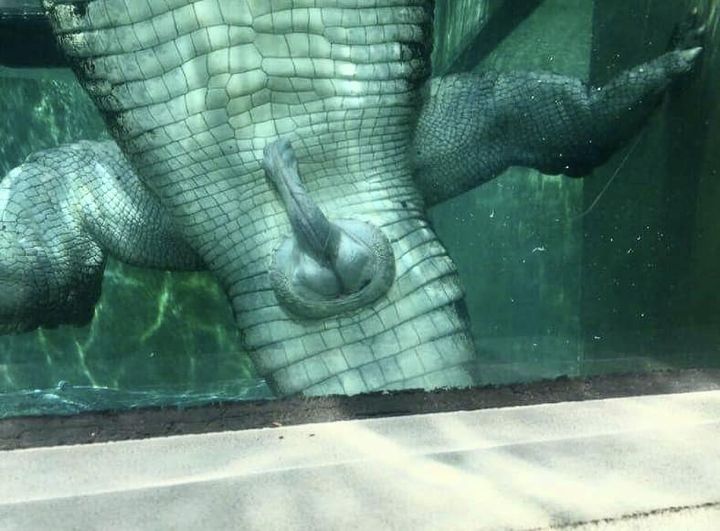 罕見！雄鱷生殖器難得曝光 尺寸驚人 - 17看遍全世界